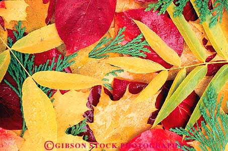 assorted autumn leaves Stock Photo 13876